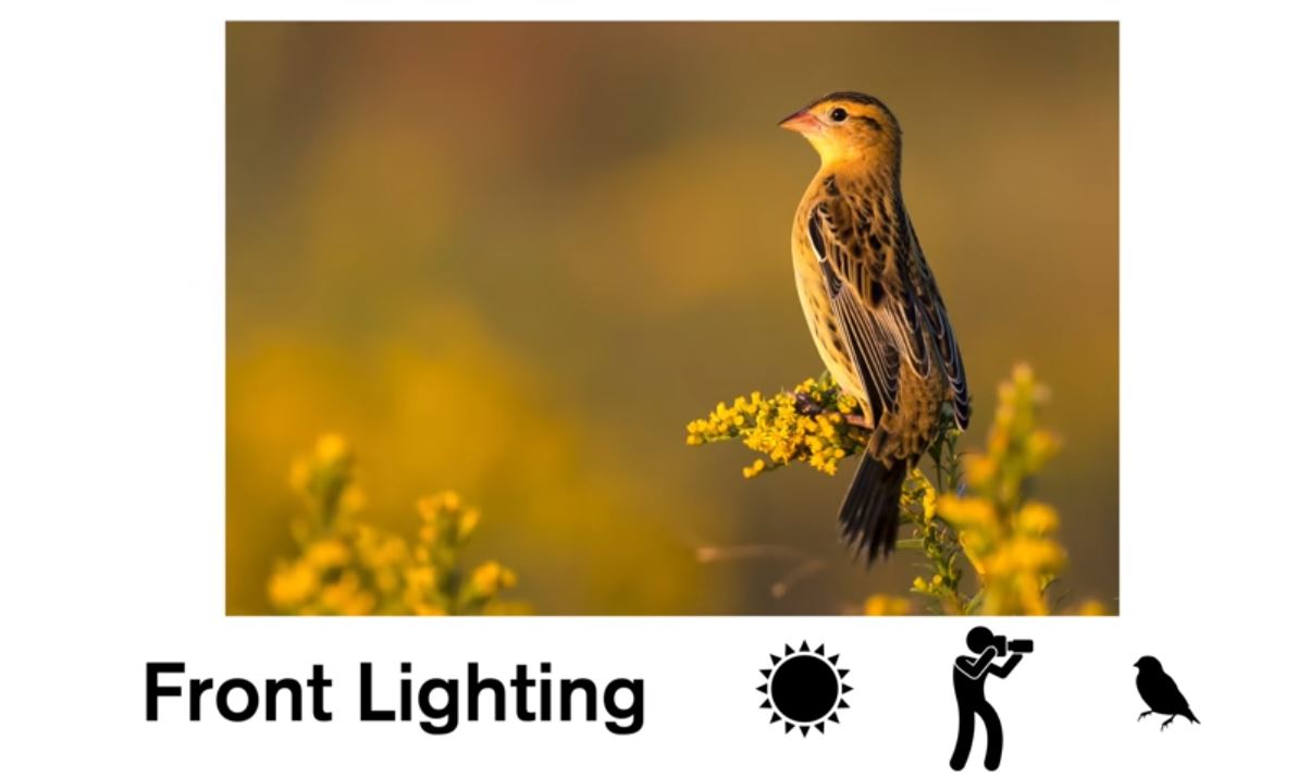 Bird & Wildlife Photography Tips