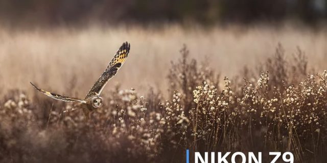 Nikon Z9 Camera Settings | Wildlife Photography | NIKON-TUTORIALS